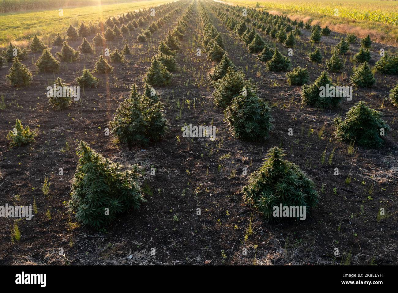 Aerial view of large cannabis medical marijuana hemp fields at sunset ...