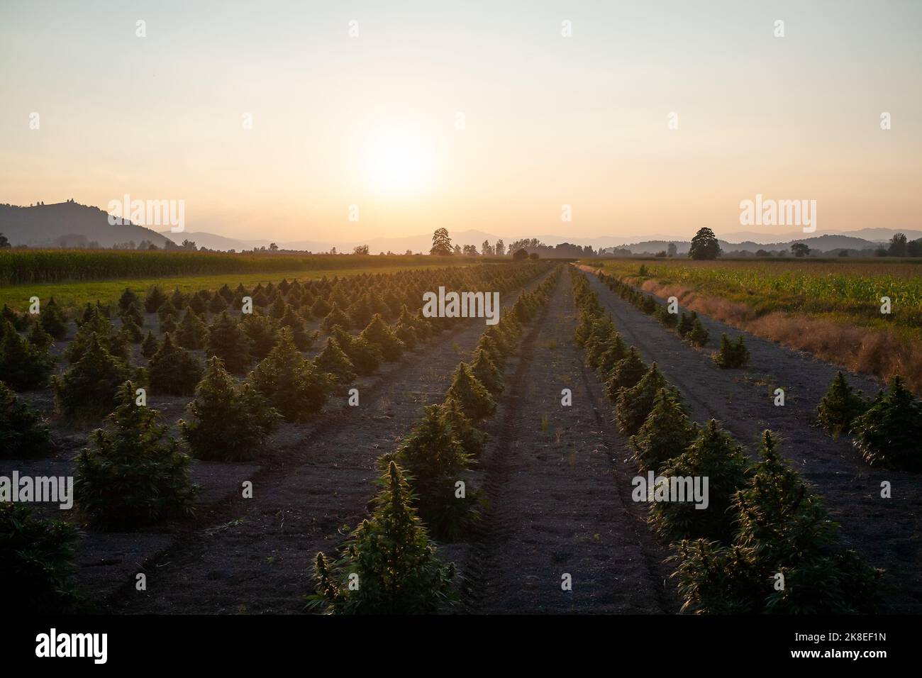 Aerial view of large cannabis medical marijuana hemp fields at sunset ...