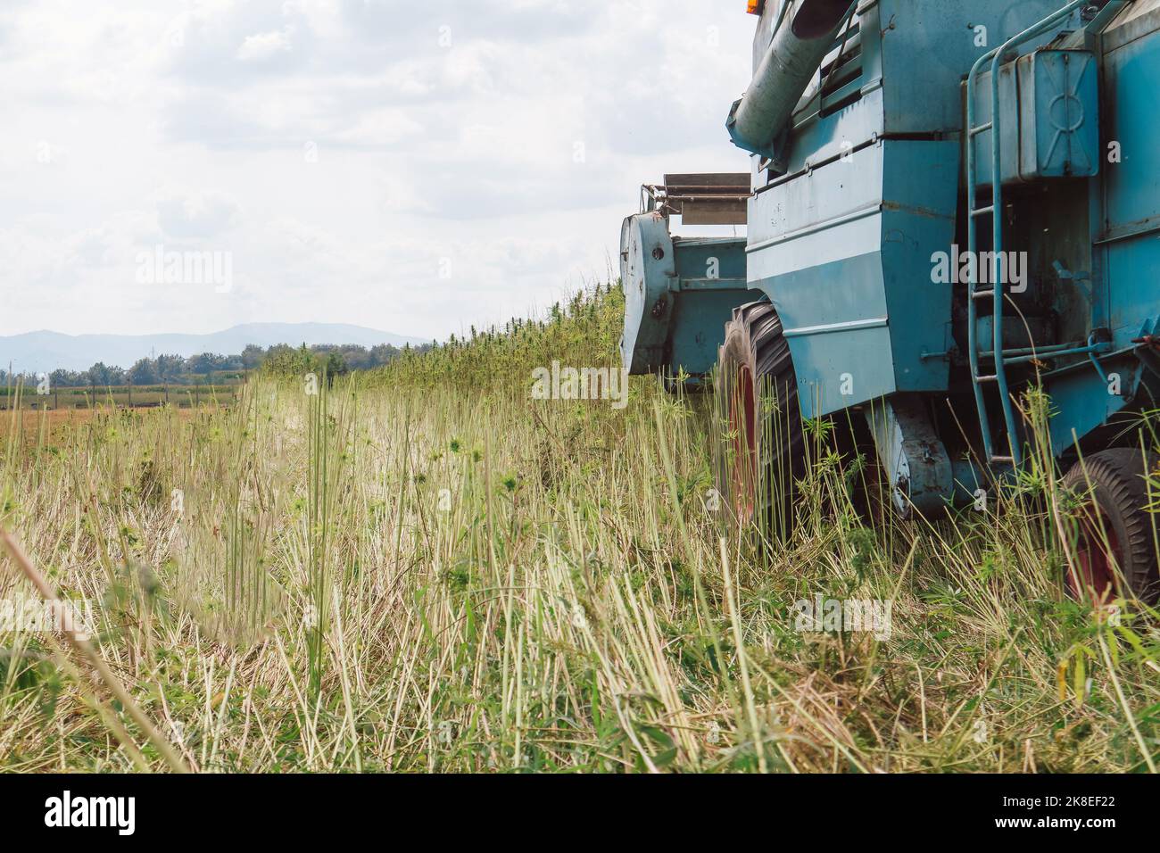 Harvester collecting hemp crops on the plantation. CBD hemp plant for ...