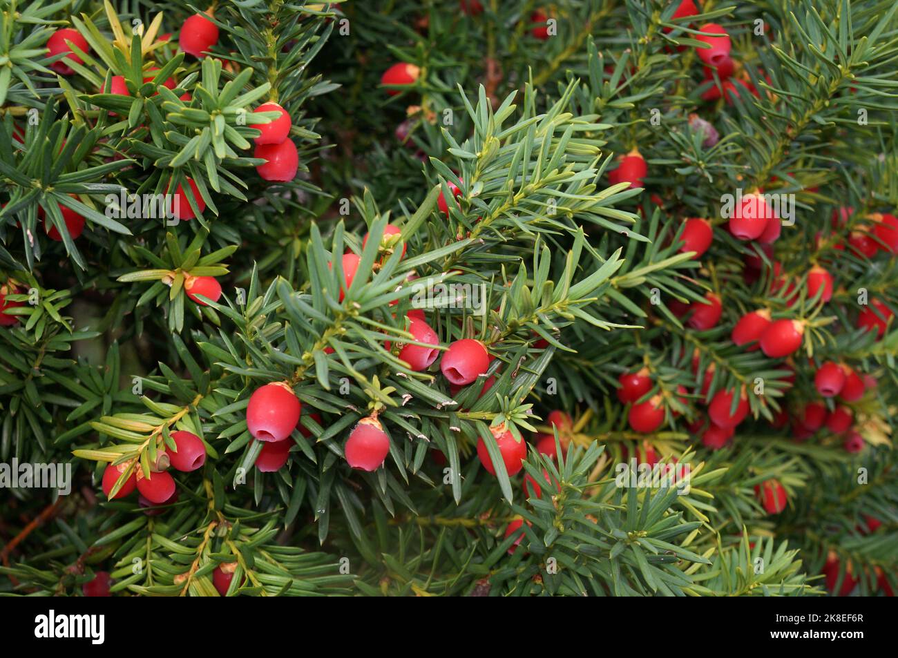 Die Eiben (Taxus) bilden eine Pflanzengattung in der Familie der ...