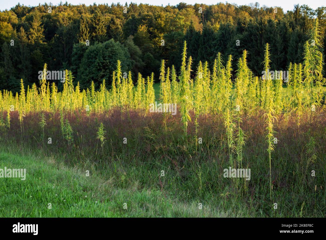 Green plants growing on the cultivated hemp plantation with a clear ...