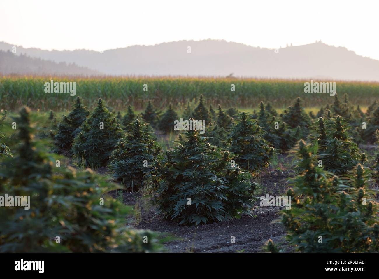 Cultivated green marijuana plant, CBD hemp bud with a flower, seeds ...