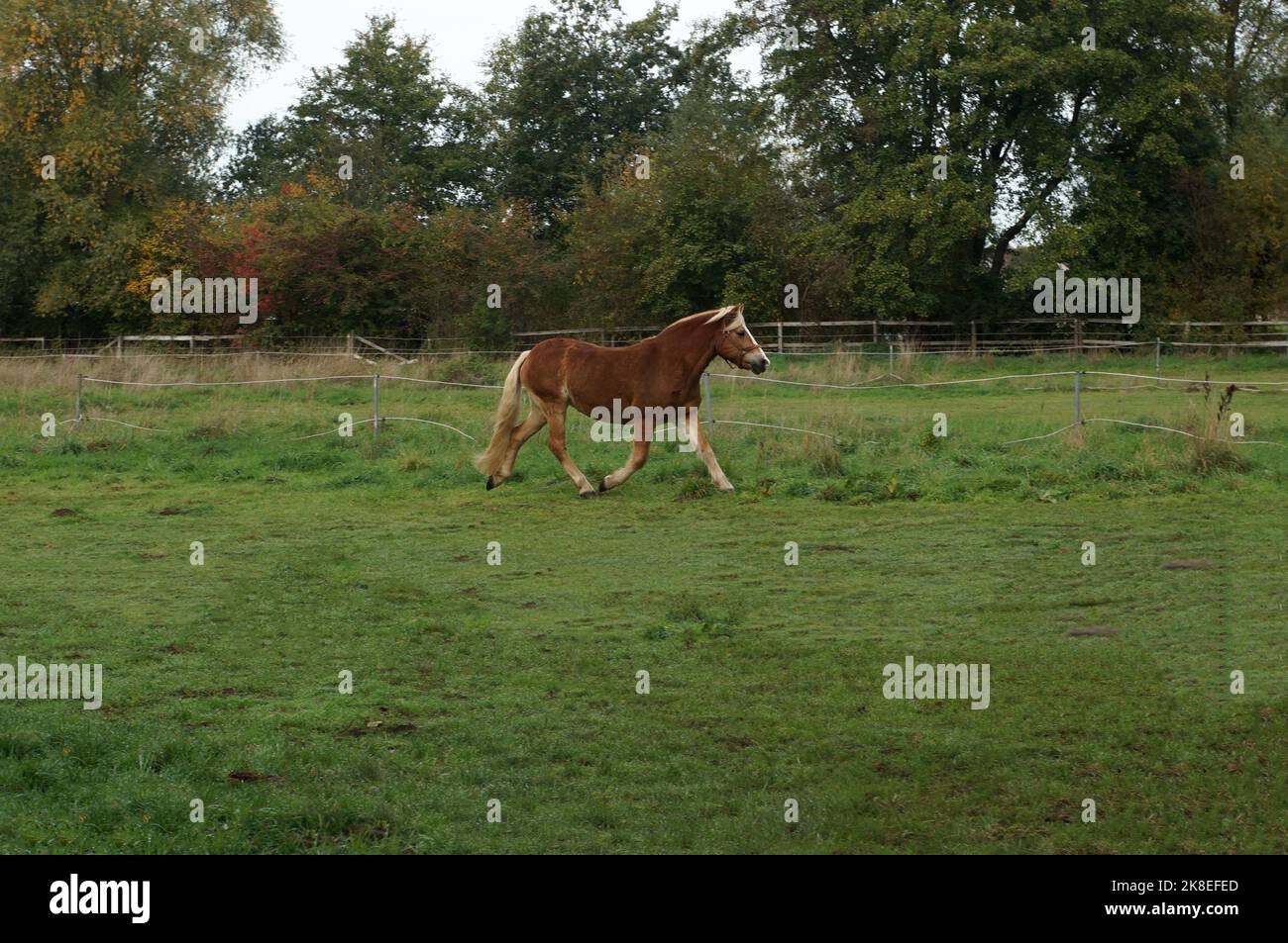 Pferd foto hi-res stock photography and images - Alamy
