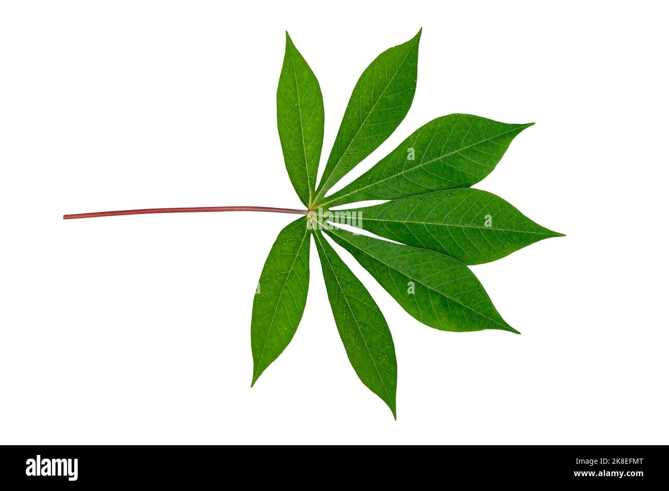 Foliage background Cut Out Stock Images & Pictures - Alamy