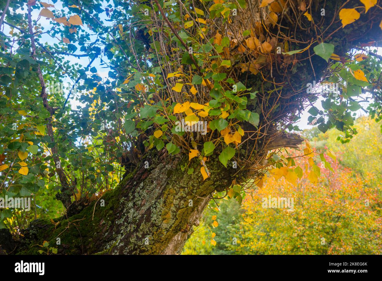 Deciduous tree in Autumn Stock Photo - Alamy