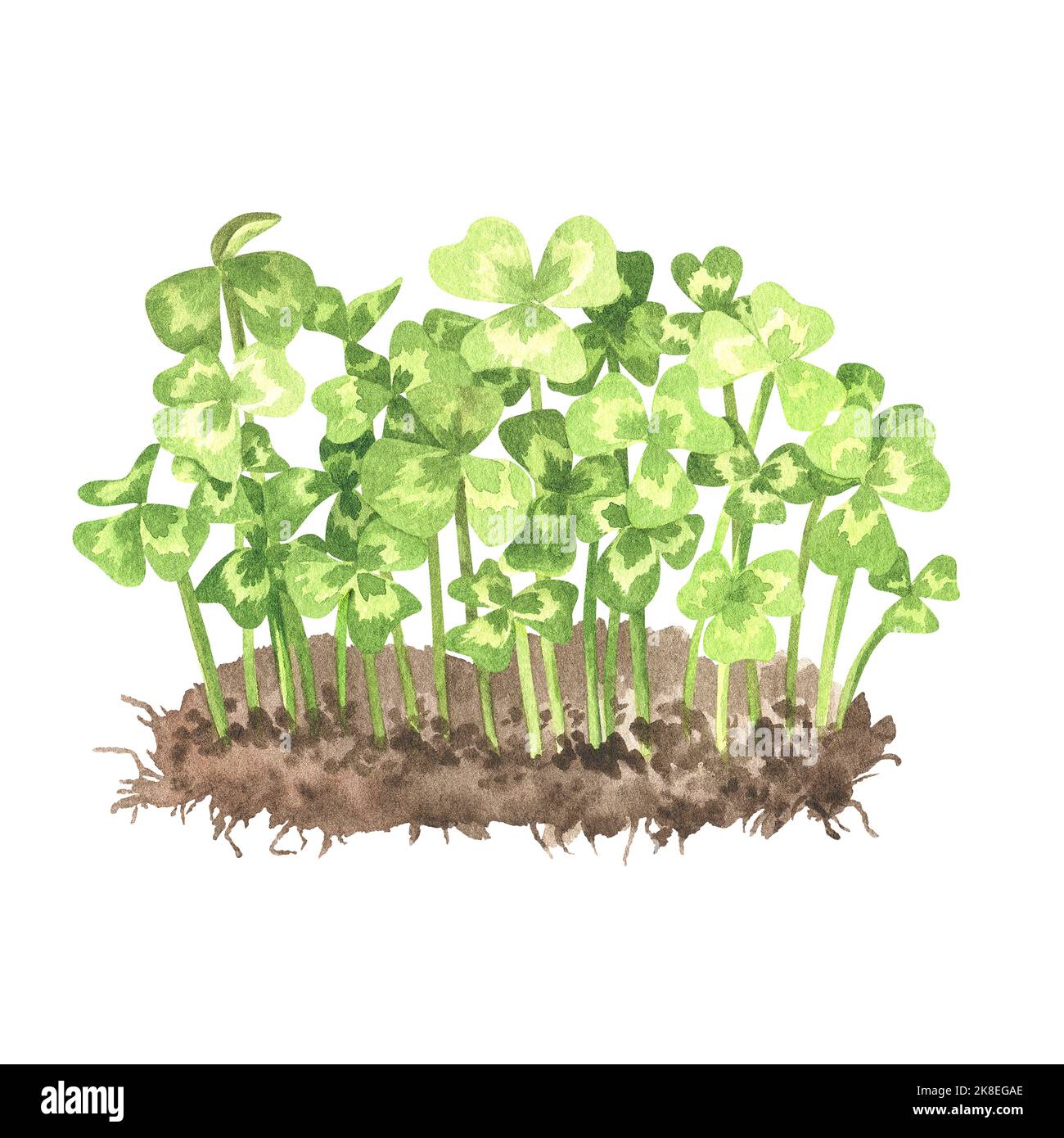 Clover with a clod of soil and roots. Watercolor illustration. Isolated ...