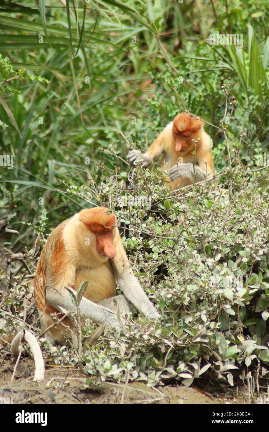 Proboscis monkey (Nasalis larvatus) family in its natural habitat ...