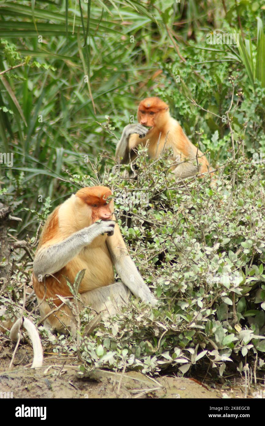 Proboscis monkey (Nasalis larvatus) family in its natural habitat ...