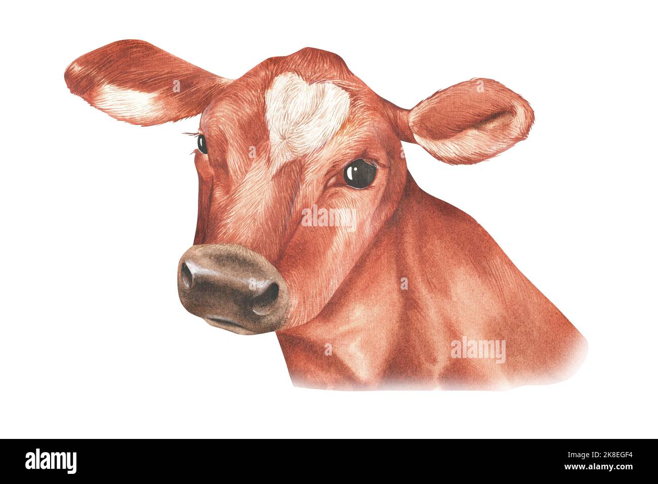 Portrait of a cow with a heart-shaped spot on its forehead. The head of ...