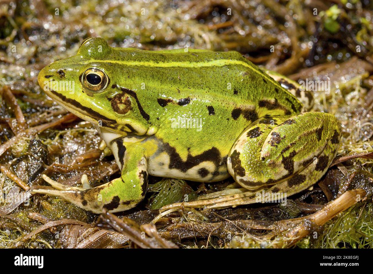 Pool frog (Pelophylax lessonae) in natural habitat Stock Photo - Alamy