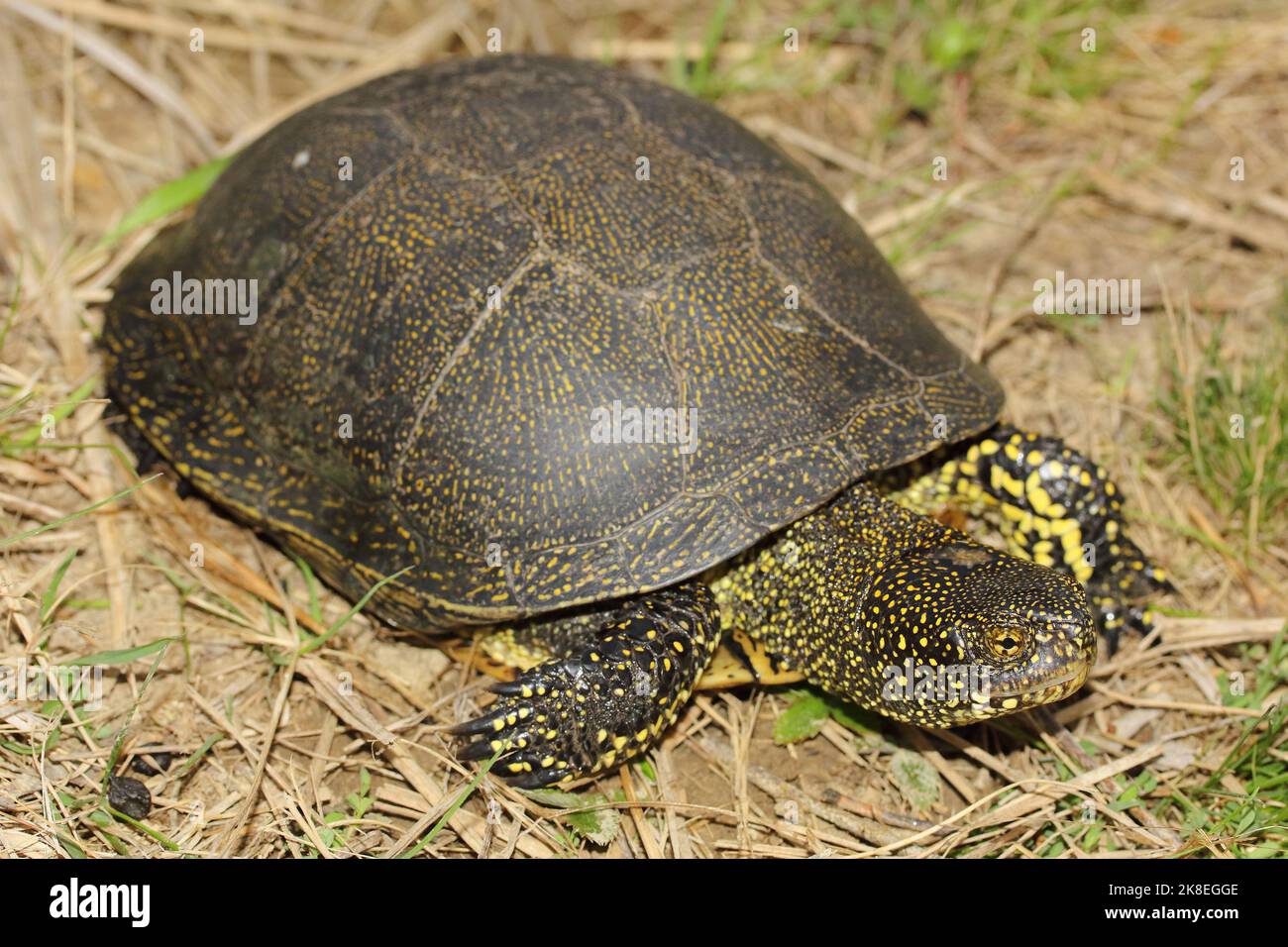 European pond turtle (Emys orbicularis) in natural habitat Stock Photo ...