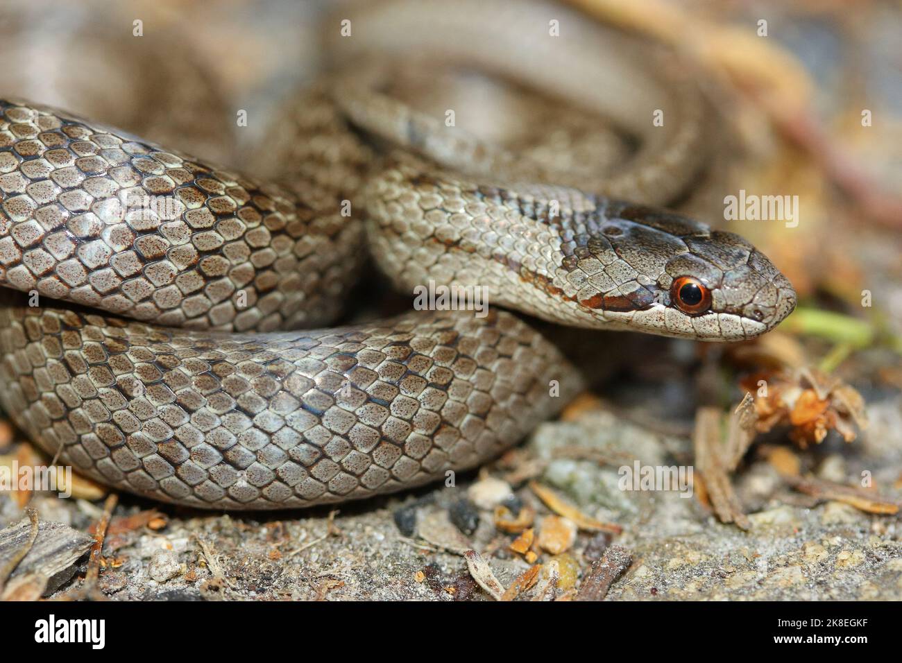 smooth snake (Coronella austriaca) in natural habitat Stock Photo - Alamy