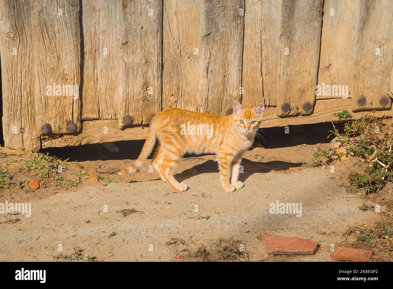 Tabby gatos hi-res stock photography and images - Alamy