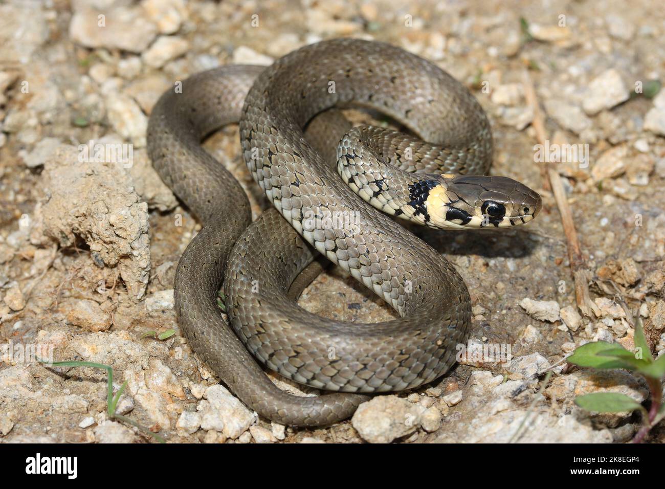 European grass snake (Natrix natrix) juvenil Stock Photo - Alamy