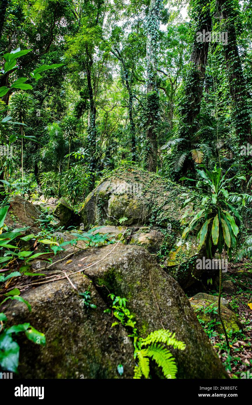 Giant tortoises and plants in the botanical gardens, Victoria, Mahe ...