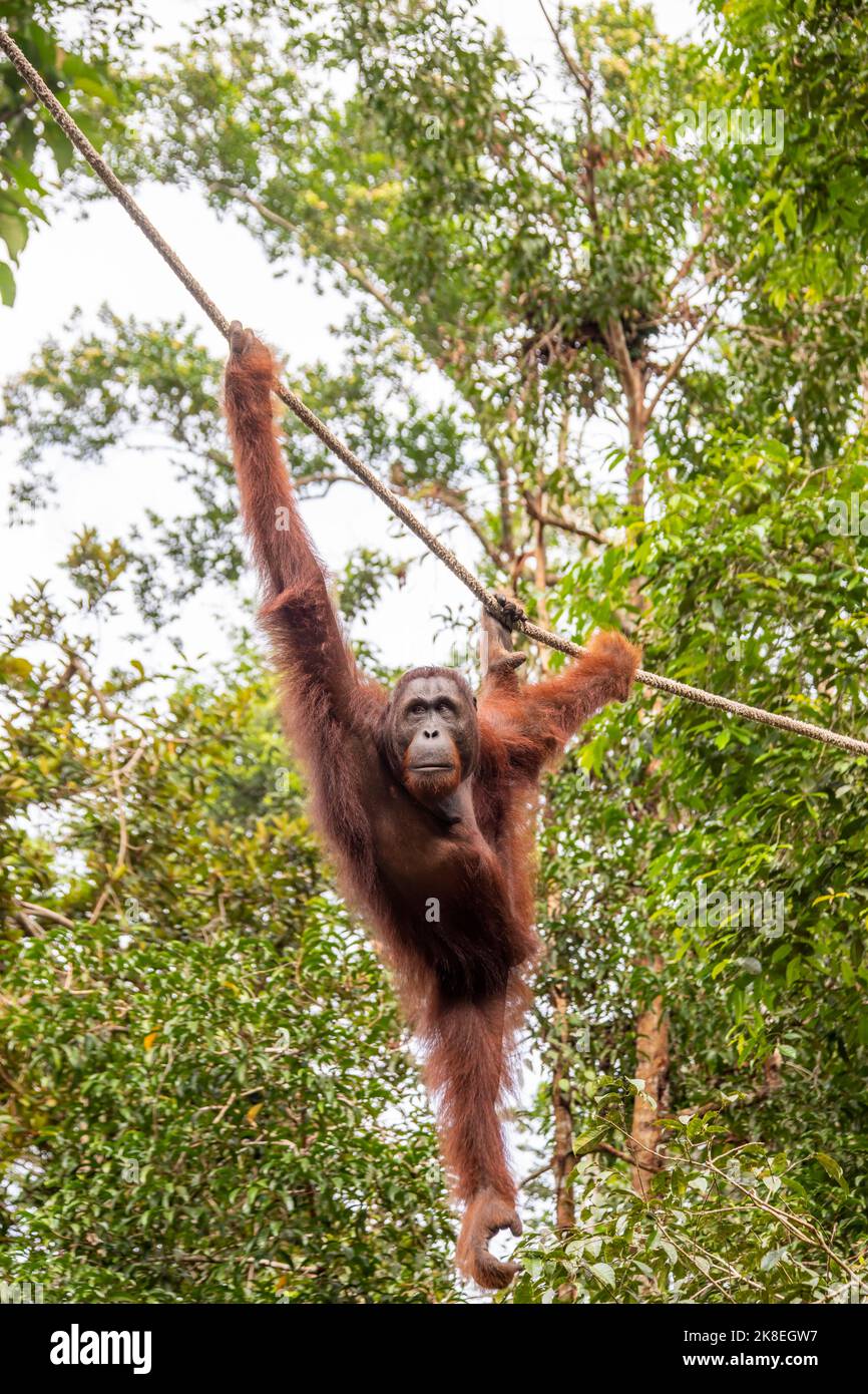 a wild young male Bornean orangutan "Anaku" is hanging on rope in ...