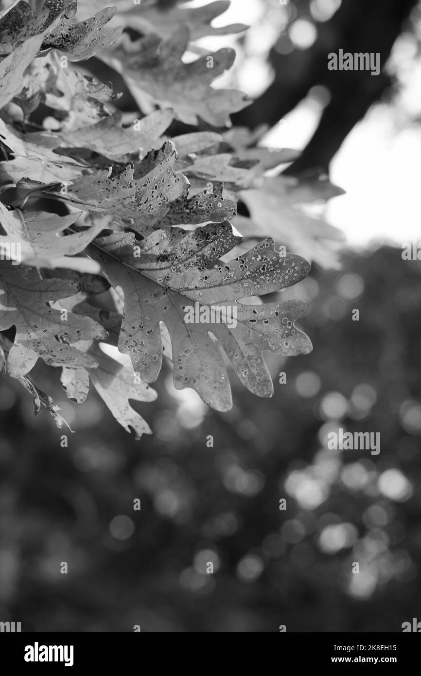Autumn leaves growing in the meadow in a black and white monochrome ...