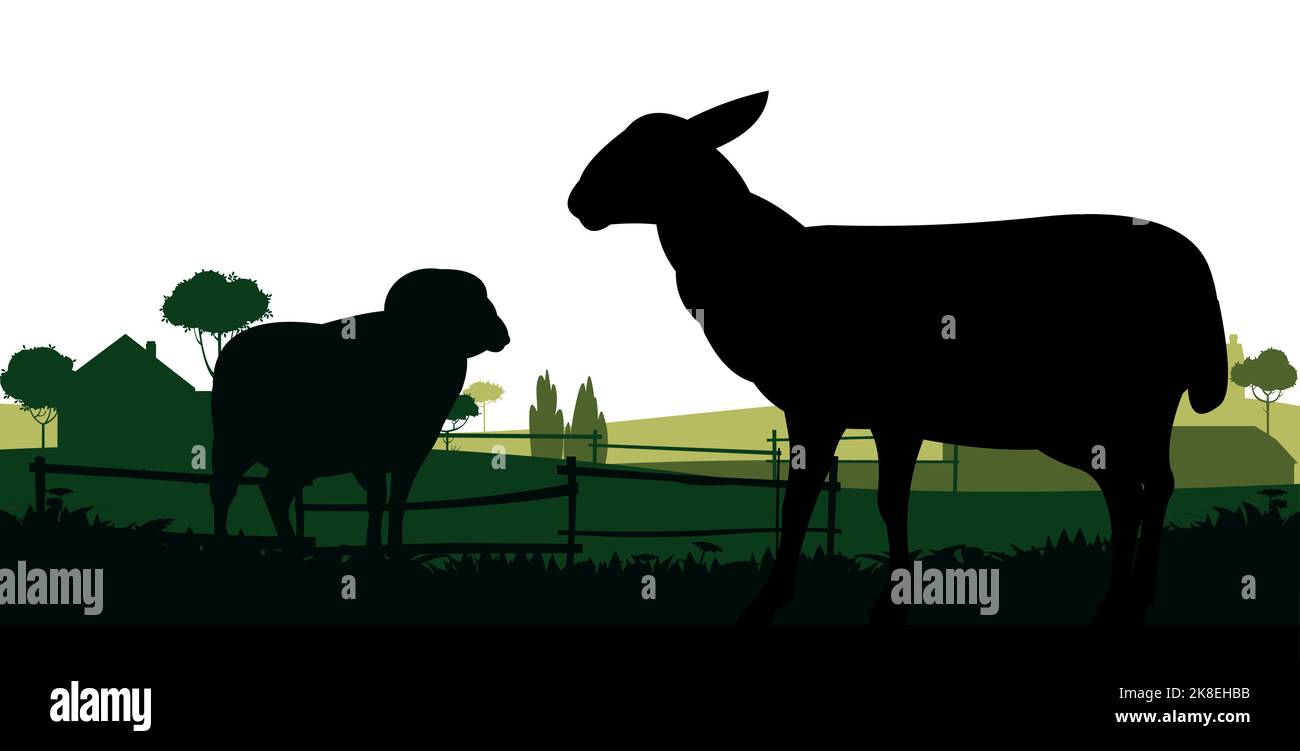 Sheep graze in pasture. Picture silhouette. Farm pets. Rural landscape ...
