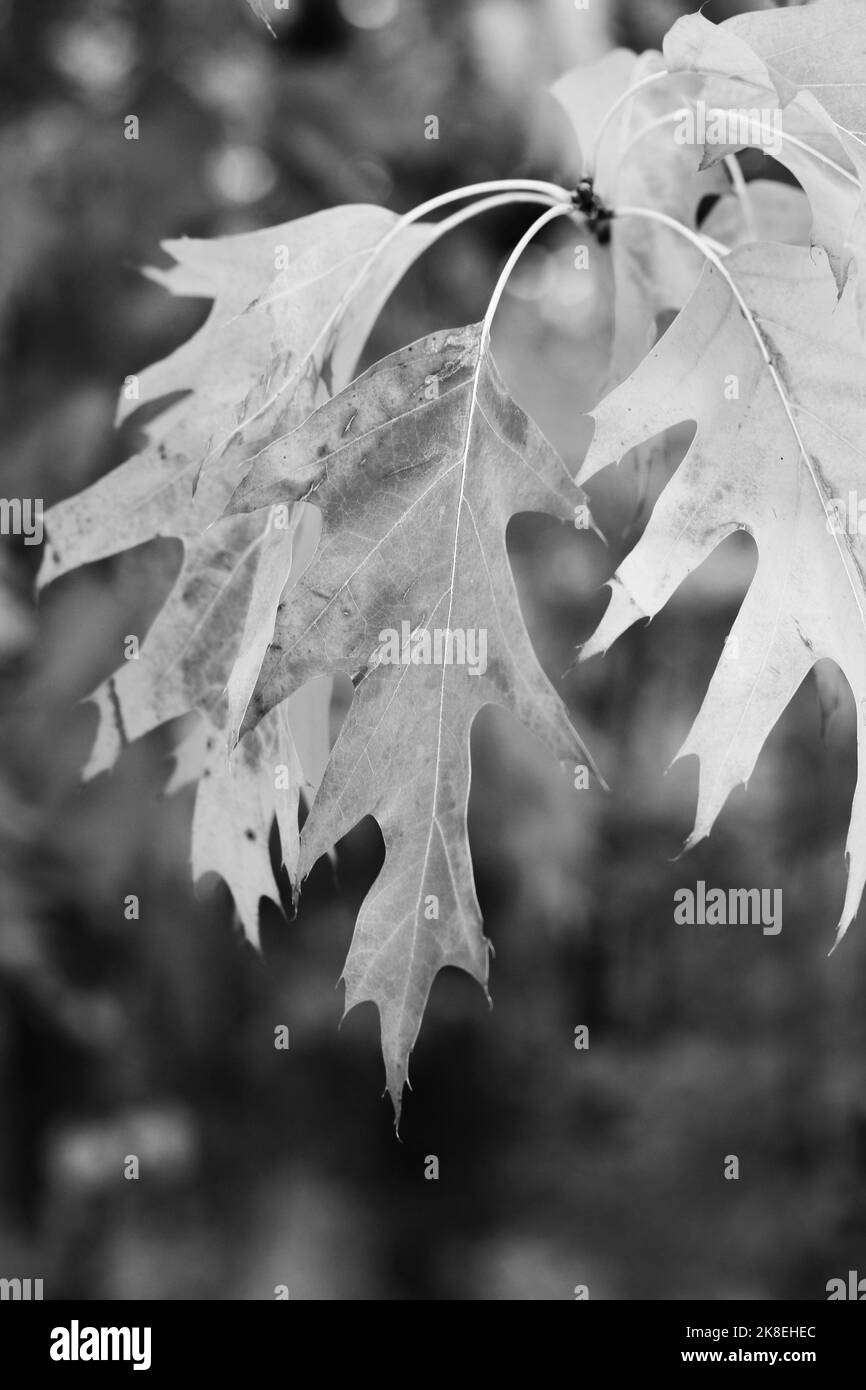 Autumn leaves growing in the meadow in a black and white monochrome ...