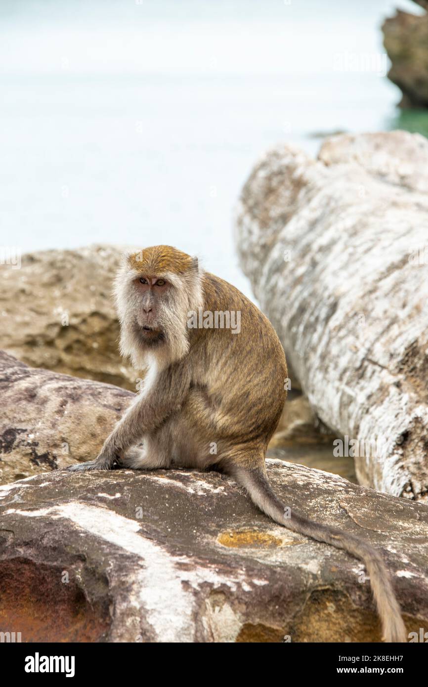 Monkey beach malaysia hi-res stock photography and images - Alamy
