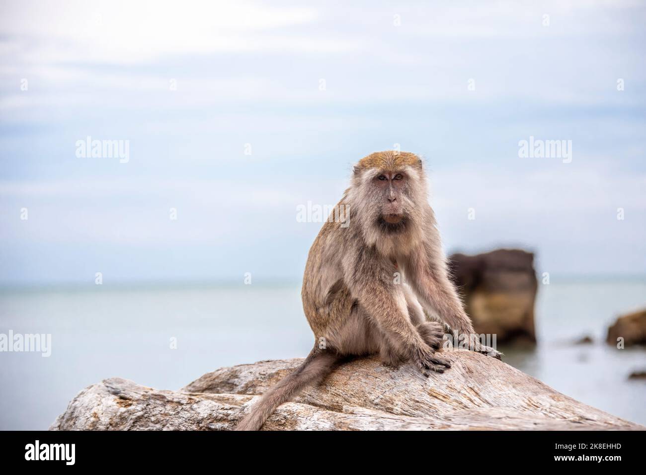 A wild bearded Crab-eating macaque (Macaca fascicularis) is sitting on ...