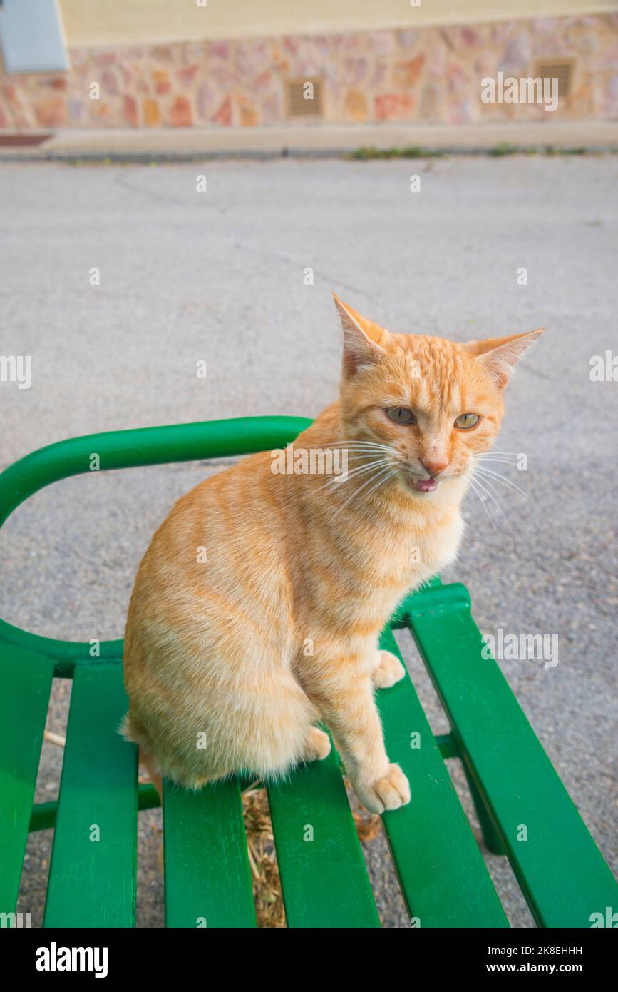 Gato tabby sentado hi-res stock photography and images - Alamy