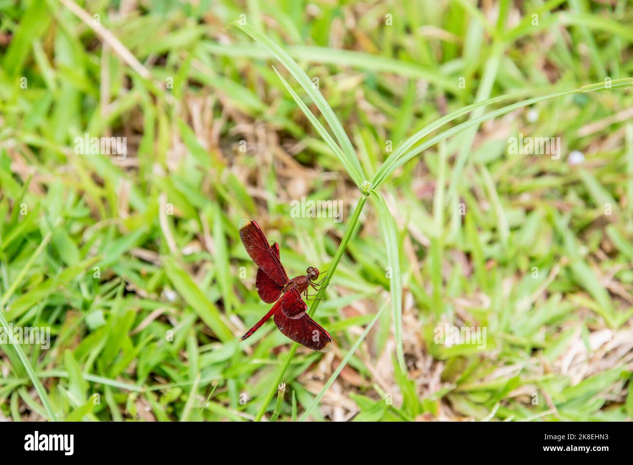 The male Red Grasshawk (Neurothemis fluctuans) in Bako National Park ...