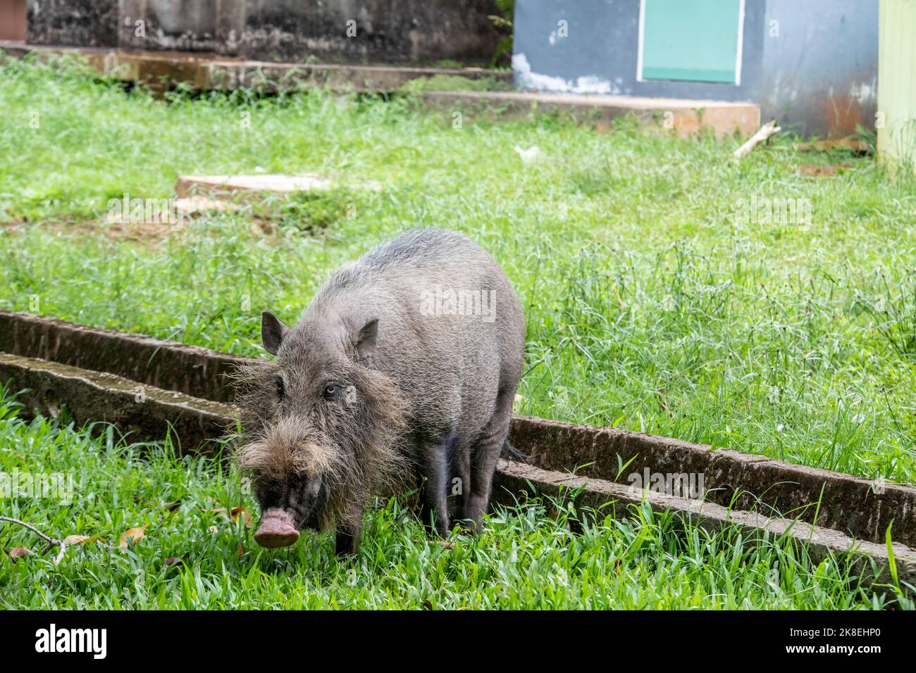 The wild Bornean bearded pig (Sus barbatus) from Bako National Park ...