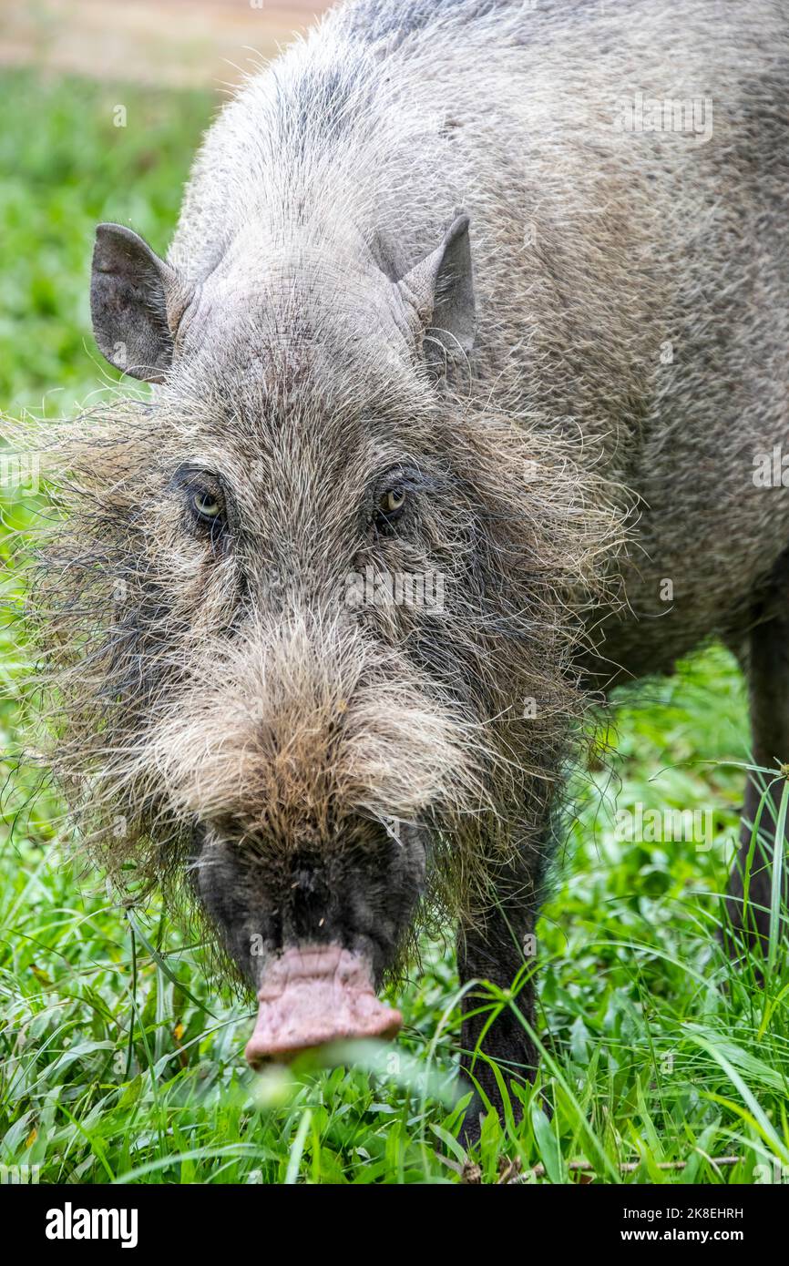 Sunda bearded pig hi-res stock photography and images - Alamy