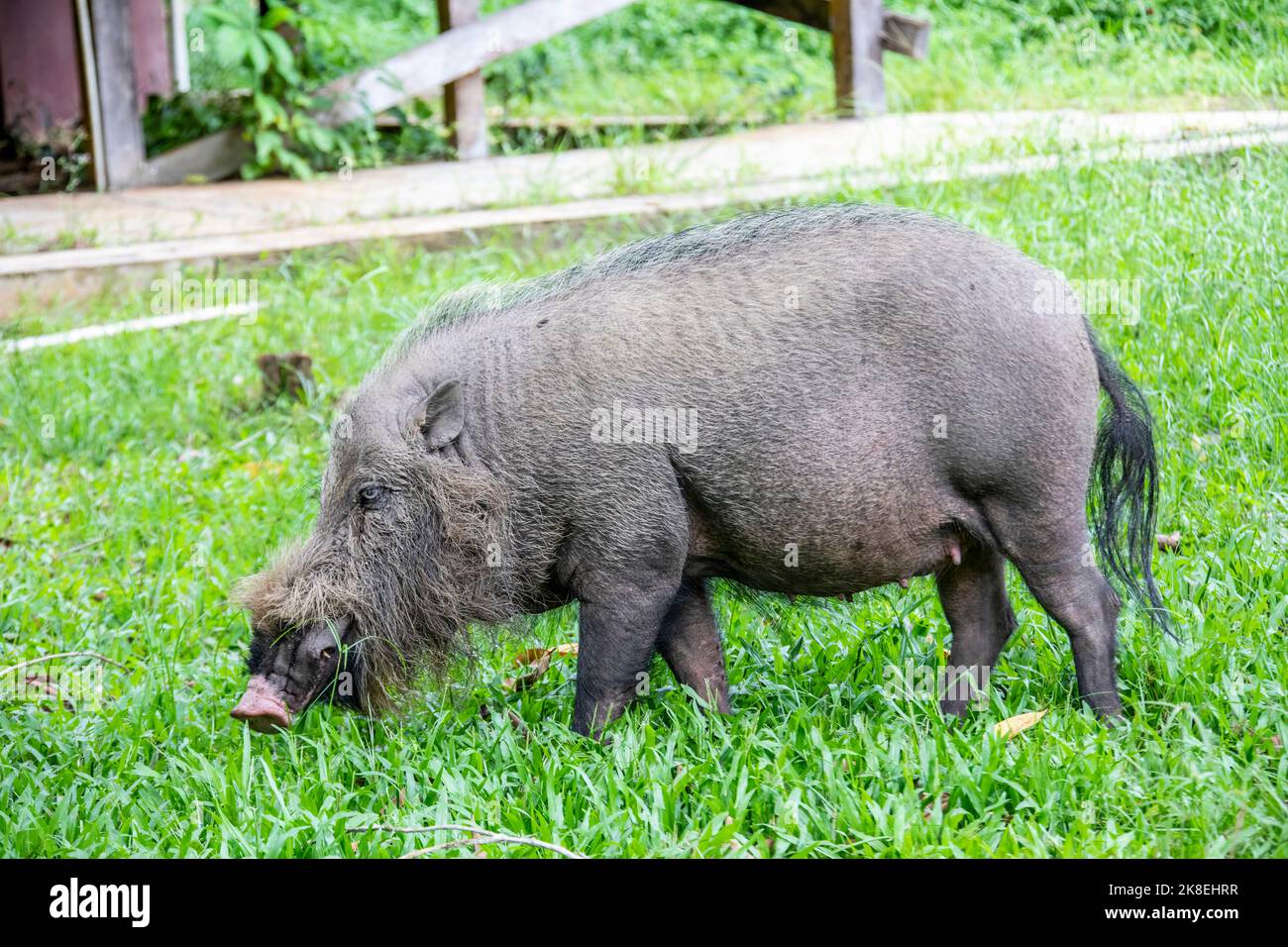 The wild Bornean bearded pig (Sus barbatus) from Bako National Park ...