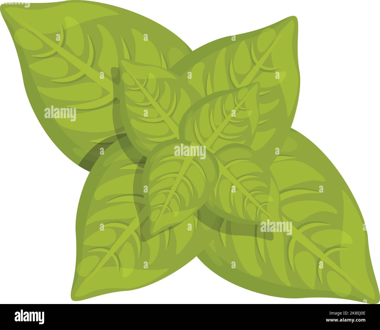 Mint icon cartoon vector. Leaf herb. Garden spice Stock Vector Image ...