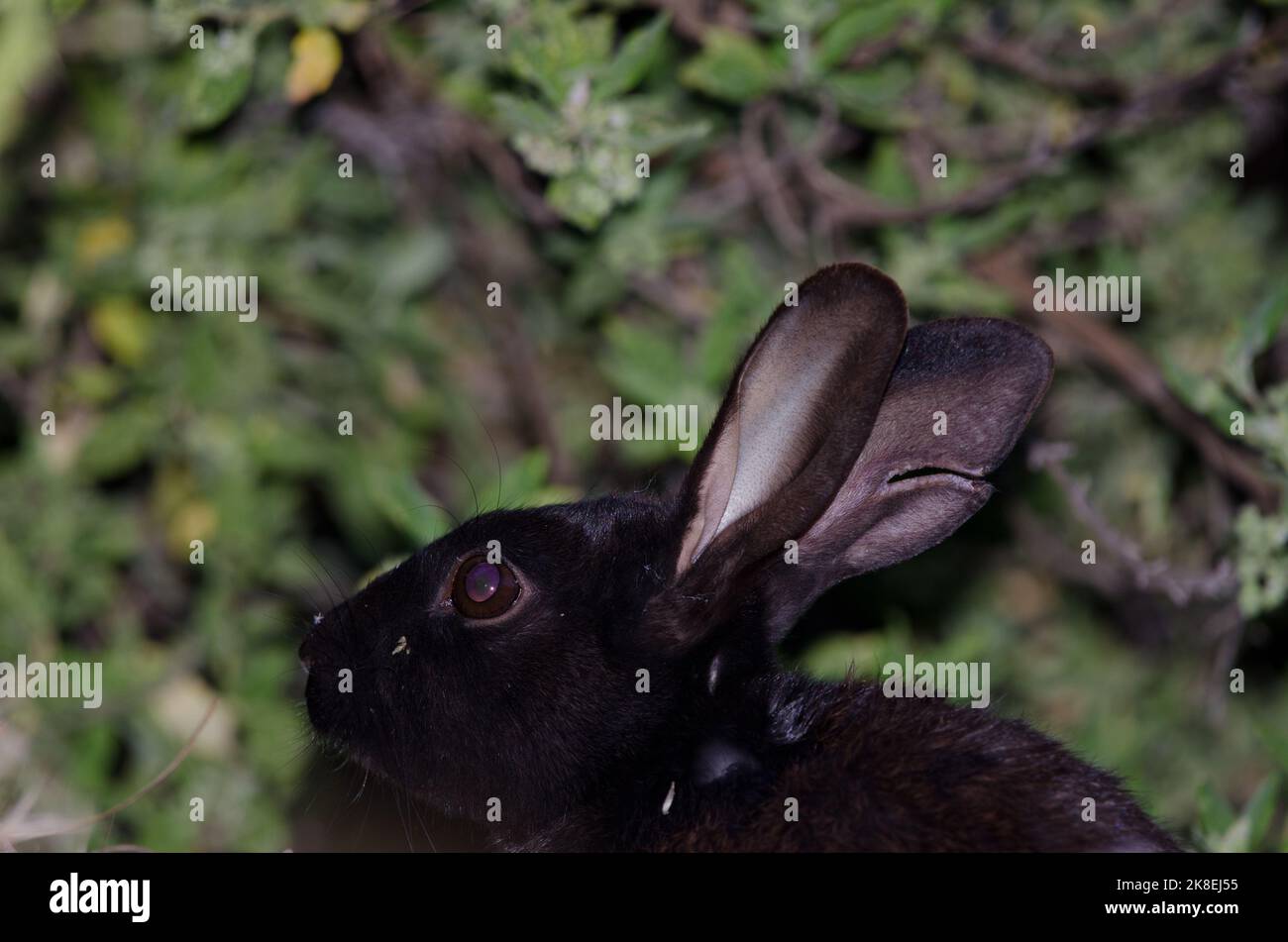 Melanistic European rabbit Oryctolagus cuniculus. Integral Natural ...