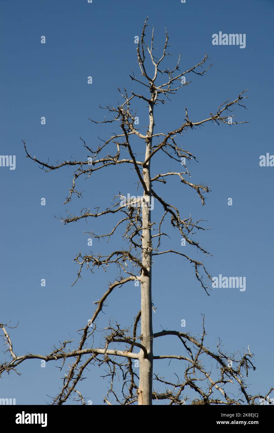 Dead Canary Island pine Pinus canariensis. Integral Natural Reserve of ...