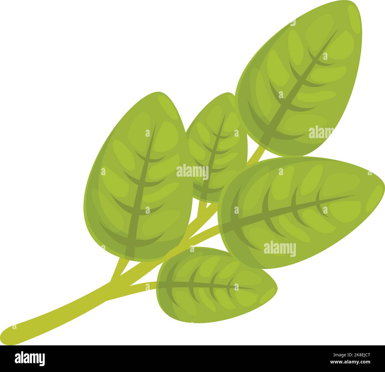 Organic oregano icon cartoon vector. Leaf herb. Garden spice Stock ...