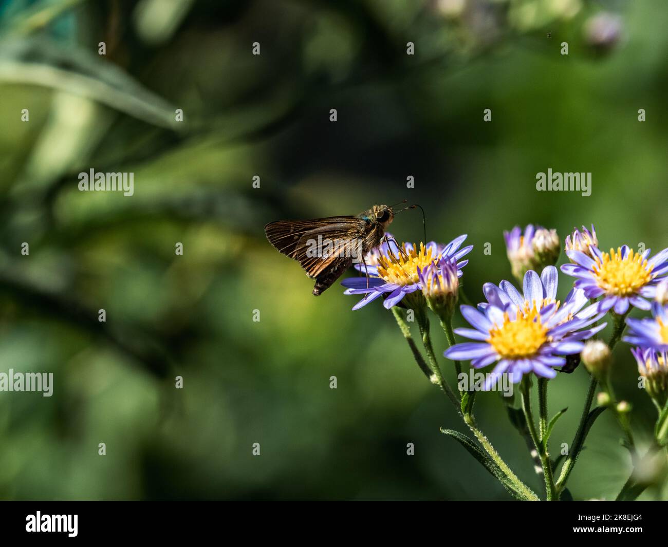 Common Straight Swift butterfly, Parnara guttata, drinks nectar from ...