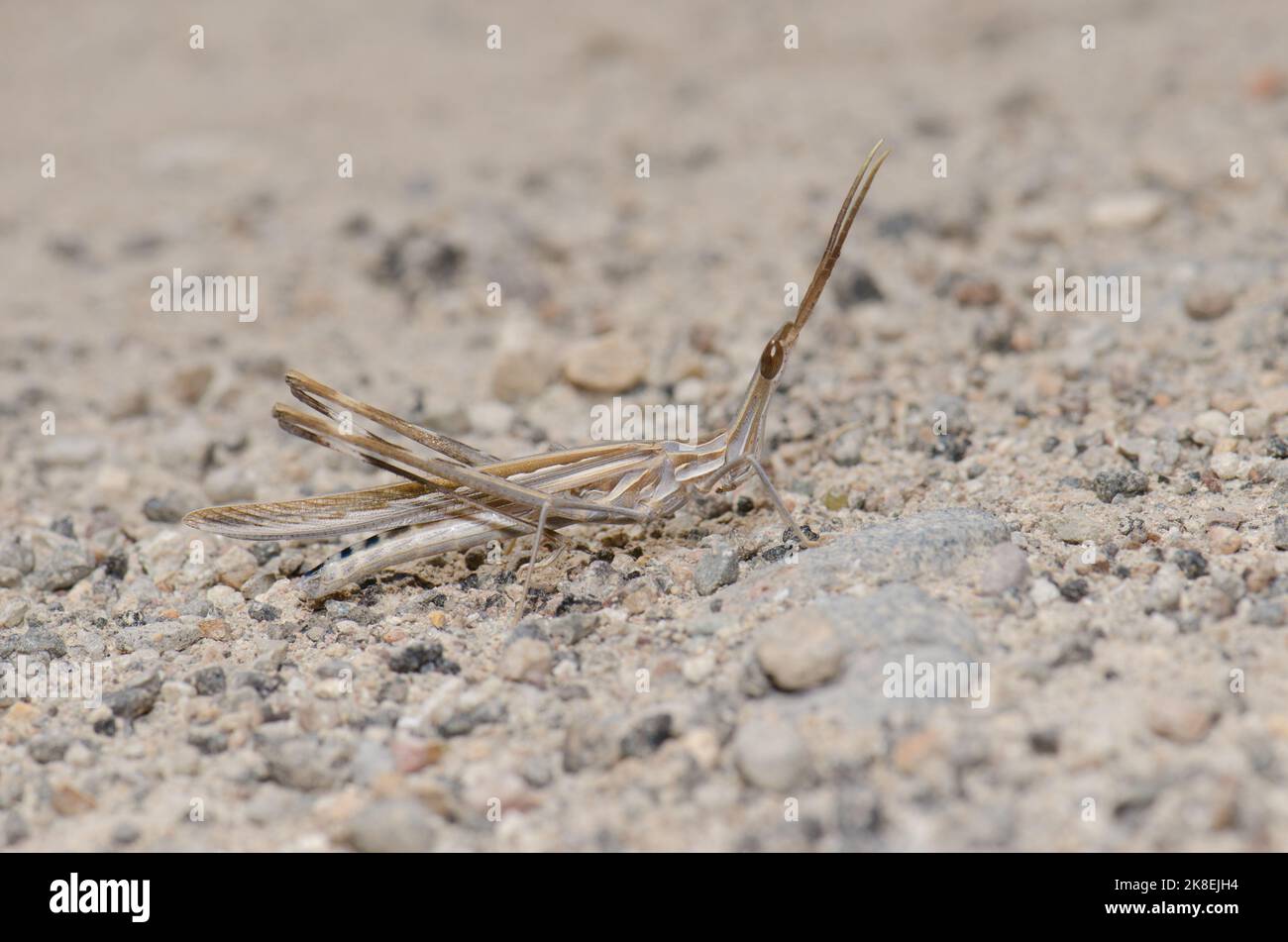 Short-horned grasshopper Truxalis nasuta. Cruz de Pajonales. Integral ...