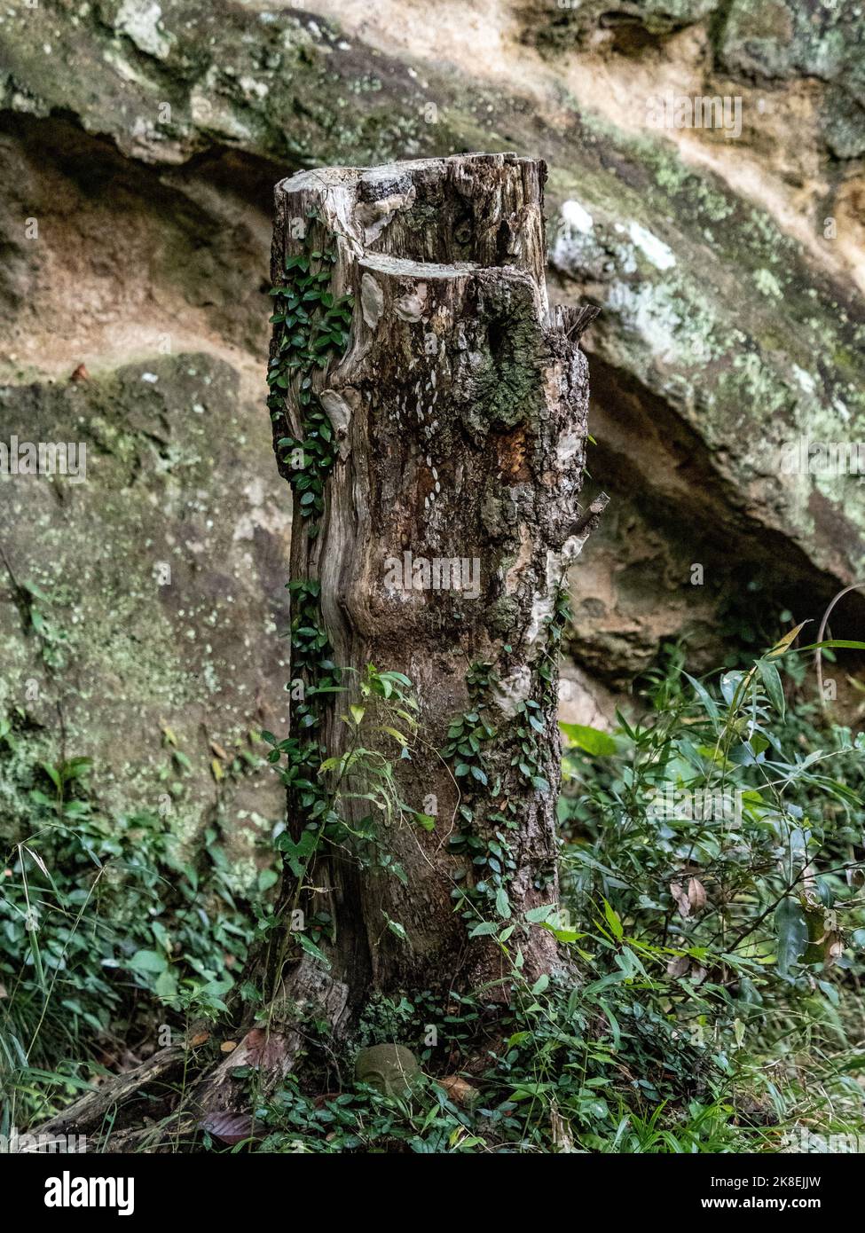 An old, moss covered stump rises beside a large stone outcropping along ...