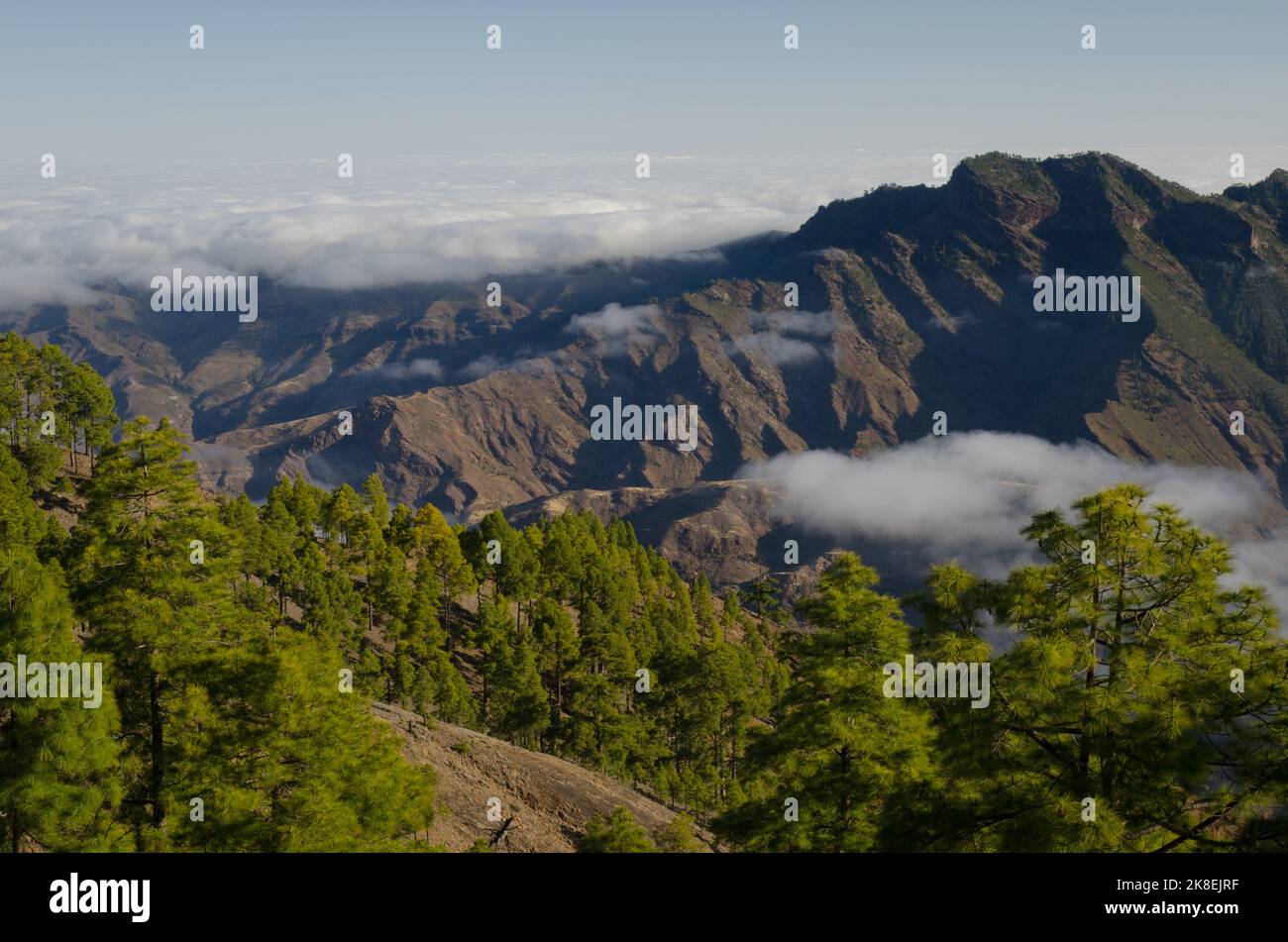 Integral Natural Reserve of Inagua and Tamadaba Natural Park in the ...