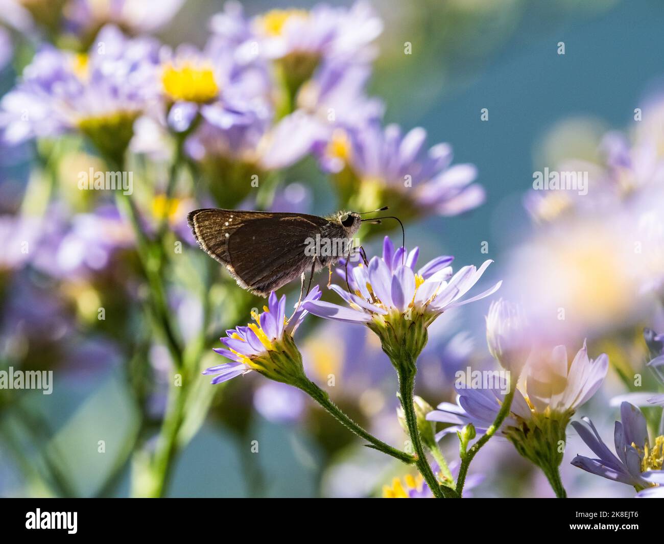 Common Straight Swift butterfly, Parnara guttata, drinks nectar from ...