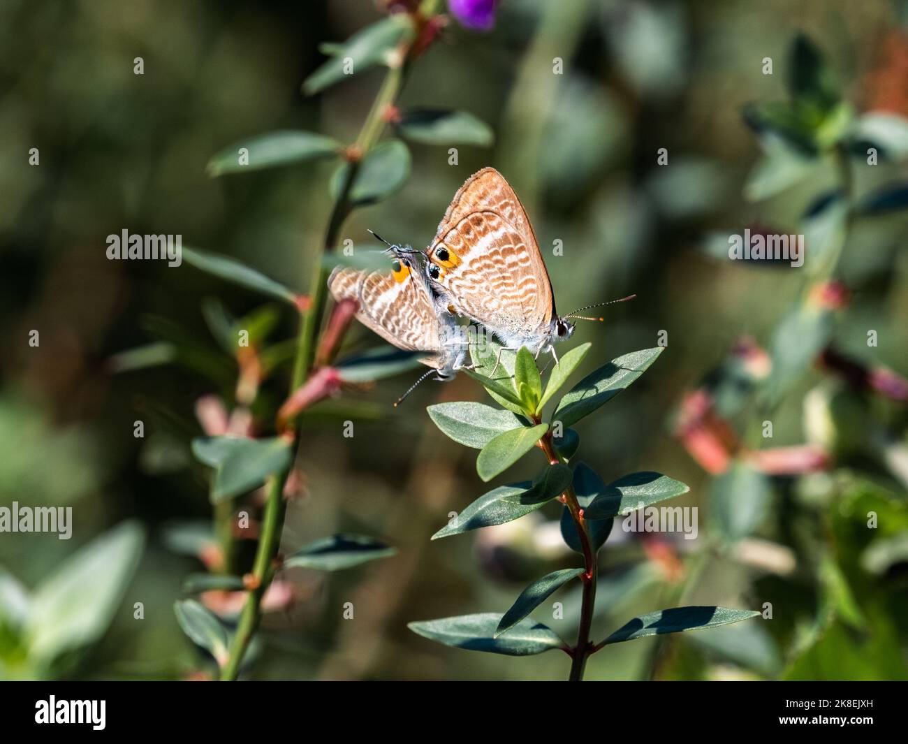 Long tailed blue butterflies hi-res stock photography and images - Alamy