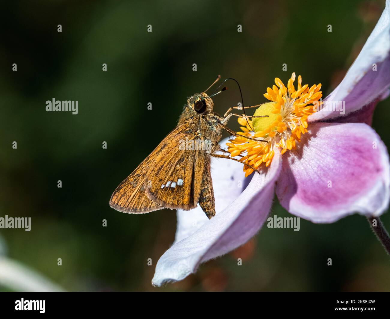 Common Straight Swift butterfly, Parnara guttata, drinks from a pink ...
