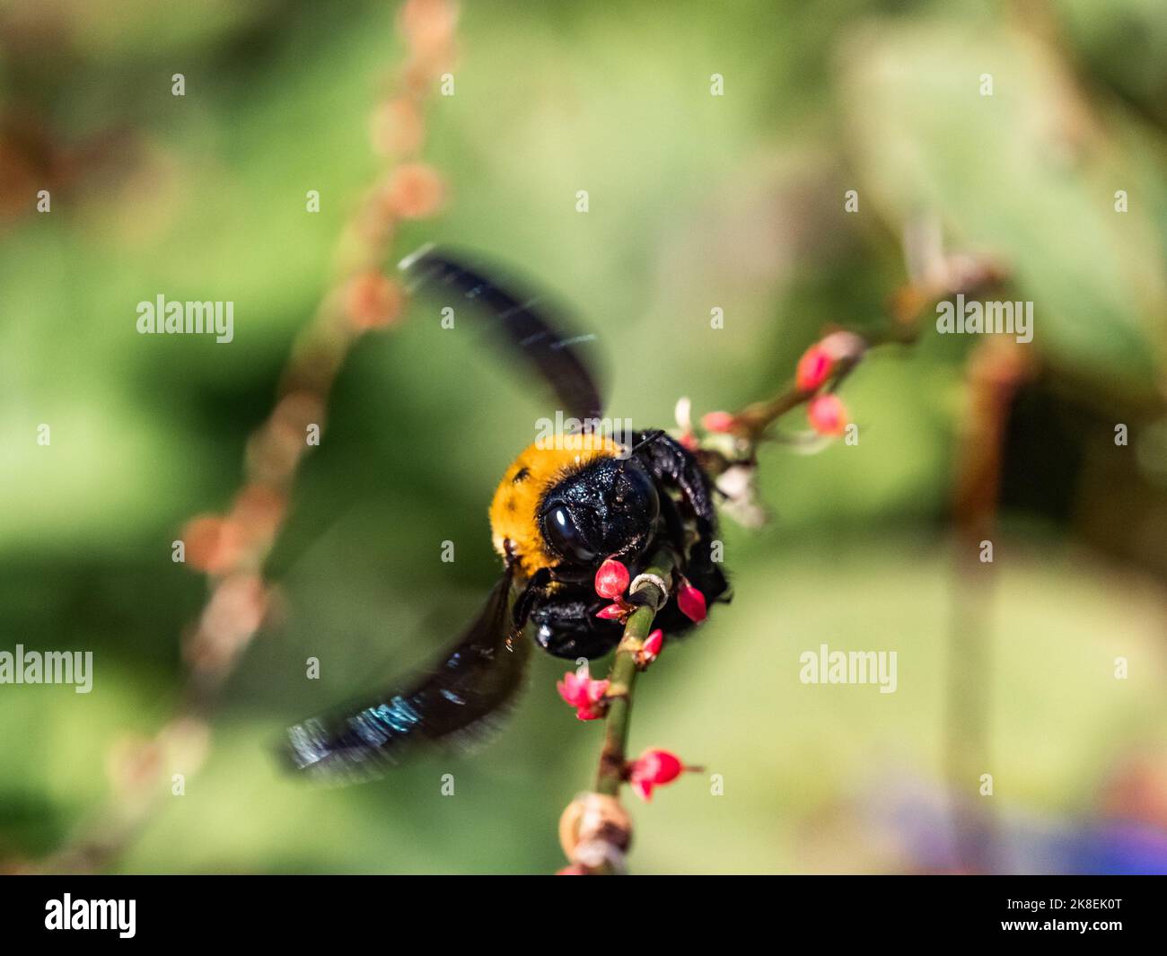 Japanese carpenter bee, xylocopa appendiculata, clings to a small twig ...