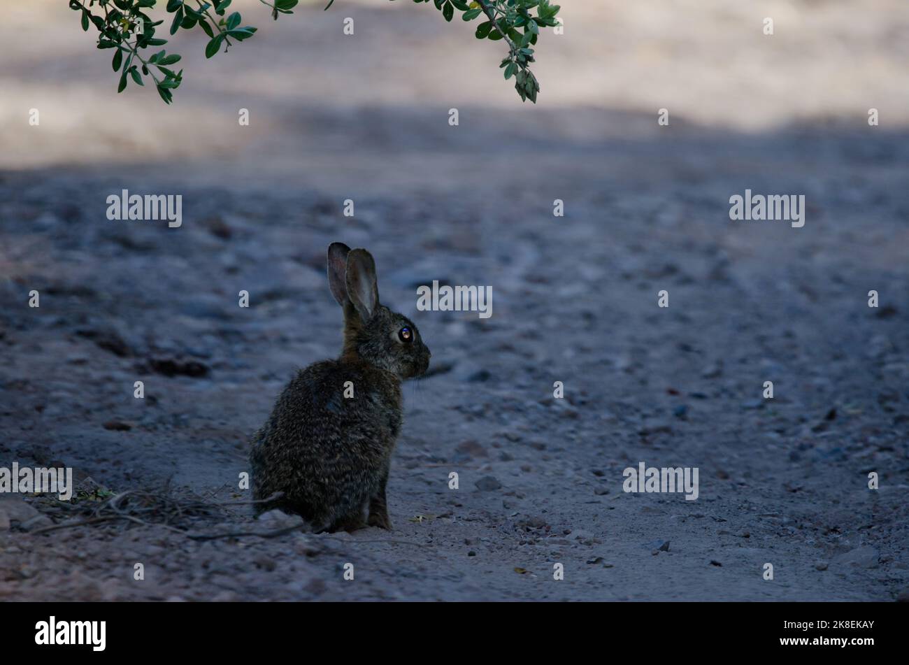 European rabbit Oryctolagus cuniculus. Integral Natural Reserve of ...