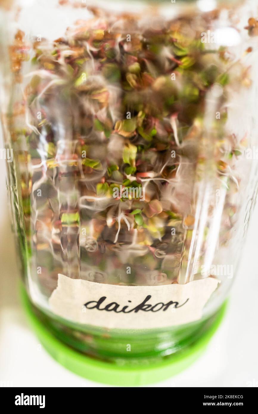 Growing sprouts in a jar Stock Photo - Alamy