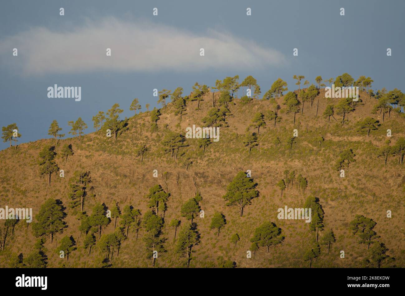 Hill with a forest of Canary island pine Pinus canariensis and cloud ...