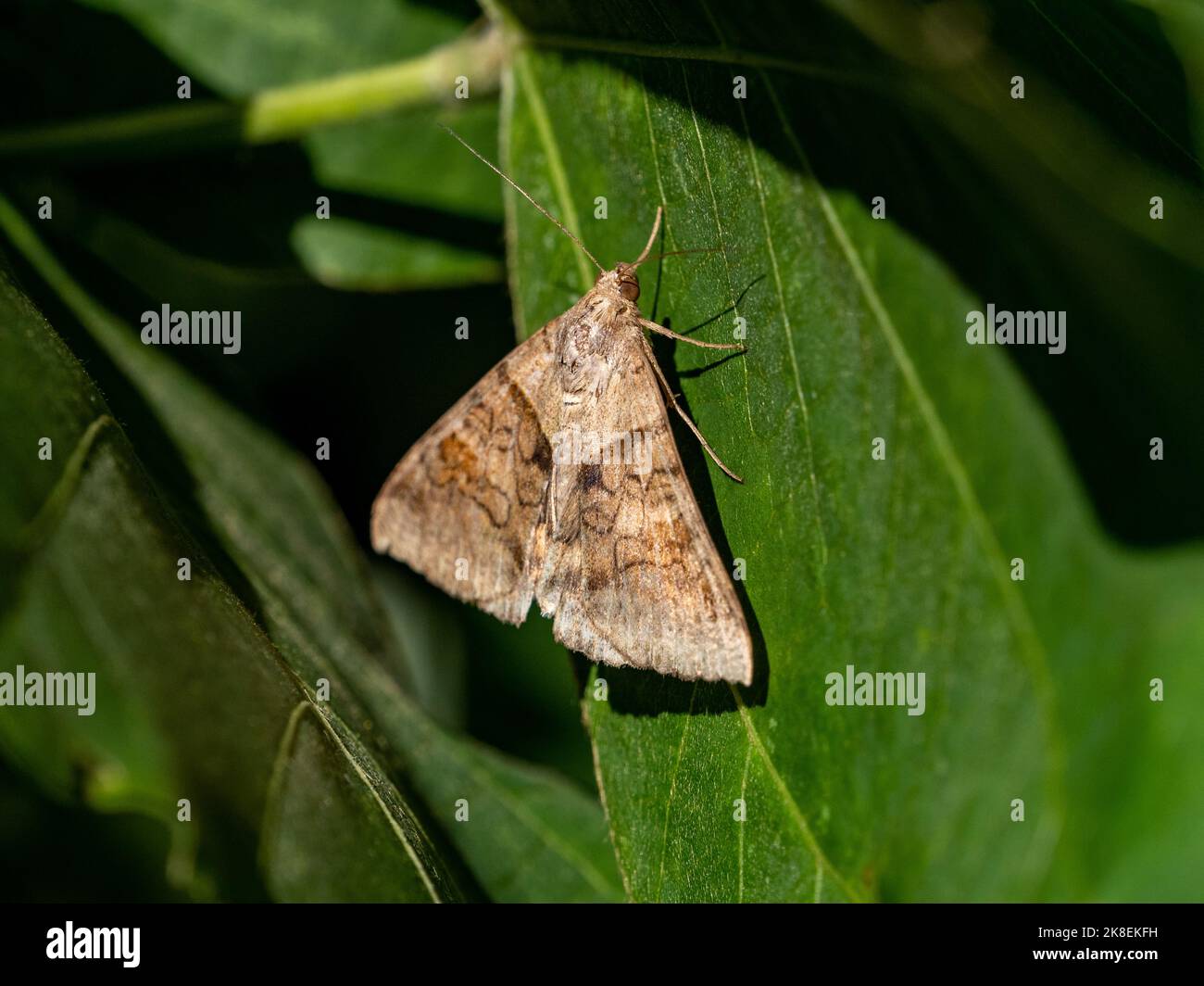 Semilooper hi-res stock photography and images - Alamy