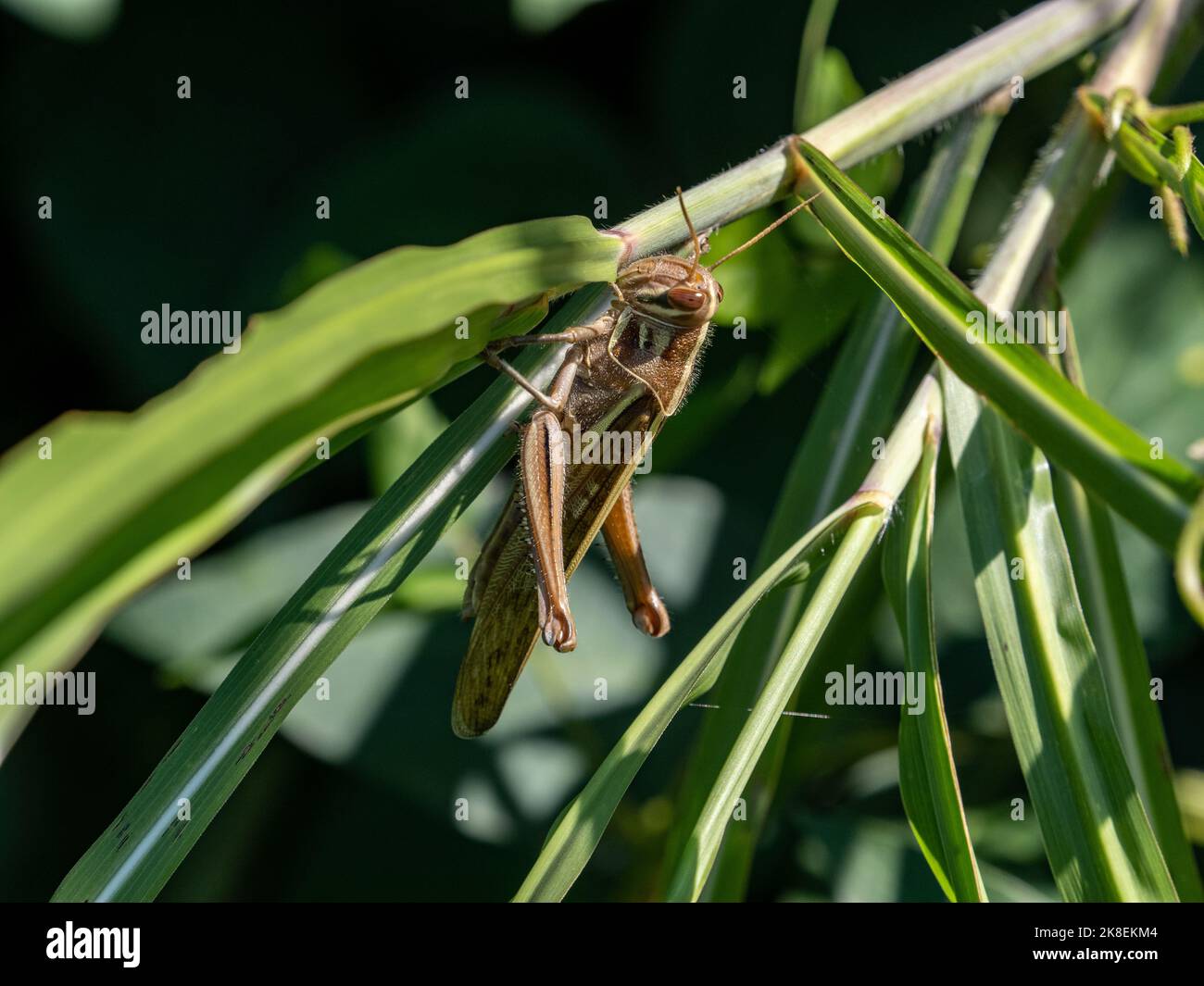 Patanga japonica hi-res stock photography and images - Alamy