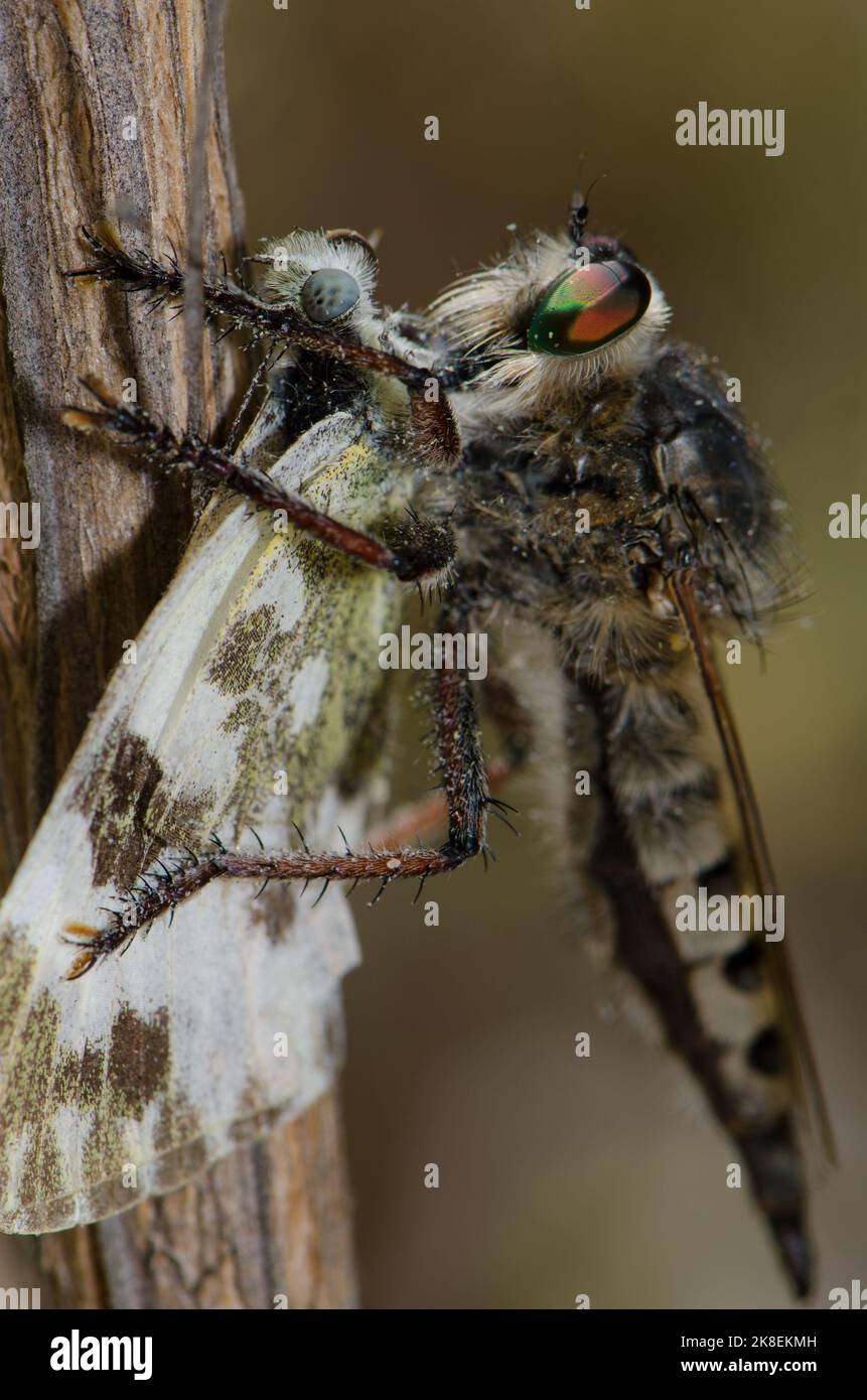 Robber fly Promachus latitarsatus eating a bath white Pontia daplidice ...