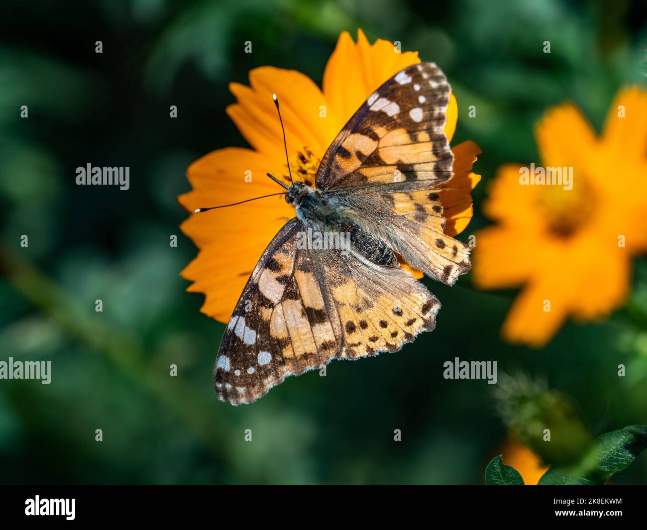 A tropical fritillary butterfly, Argynnis hyperbius, drinks nectar from ...