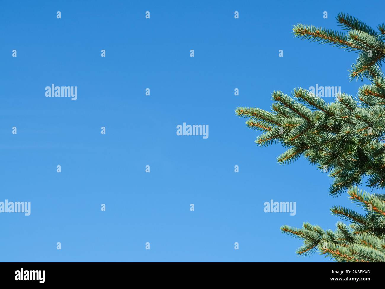 Fir tree pine blue sky bright hi-res stock photography and images - Alamy
